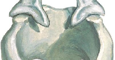 ΒΙΟΛΕΞΙΚΟ: ΜΕΤΑΦΡΑΣΗ - ΕΤΥΜΟΛΟΓΙΑ -ΕΡΜΗΝΕΙΑ ΒΙΟΙΑΤΡΙΚΩΝ ΟΡΩΝ: arytenoid ...